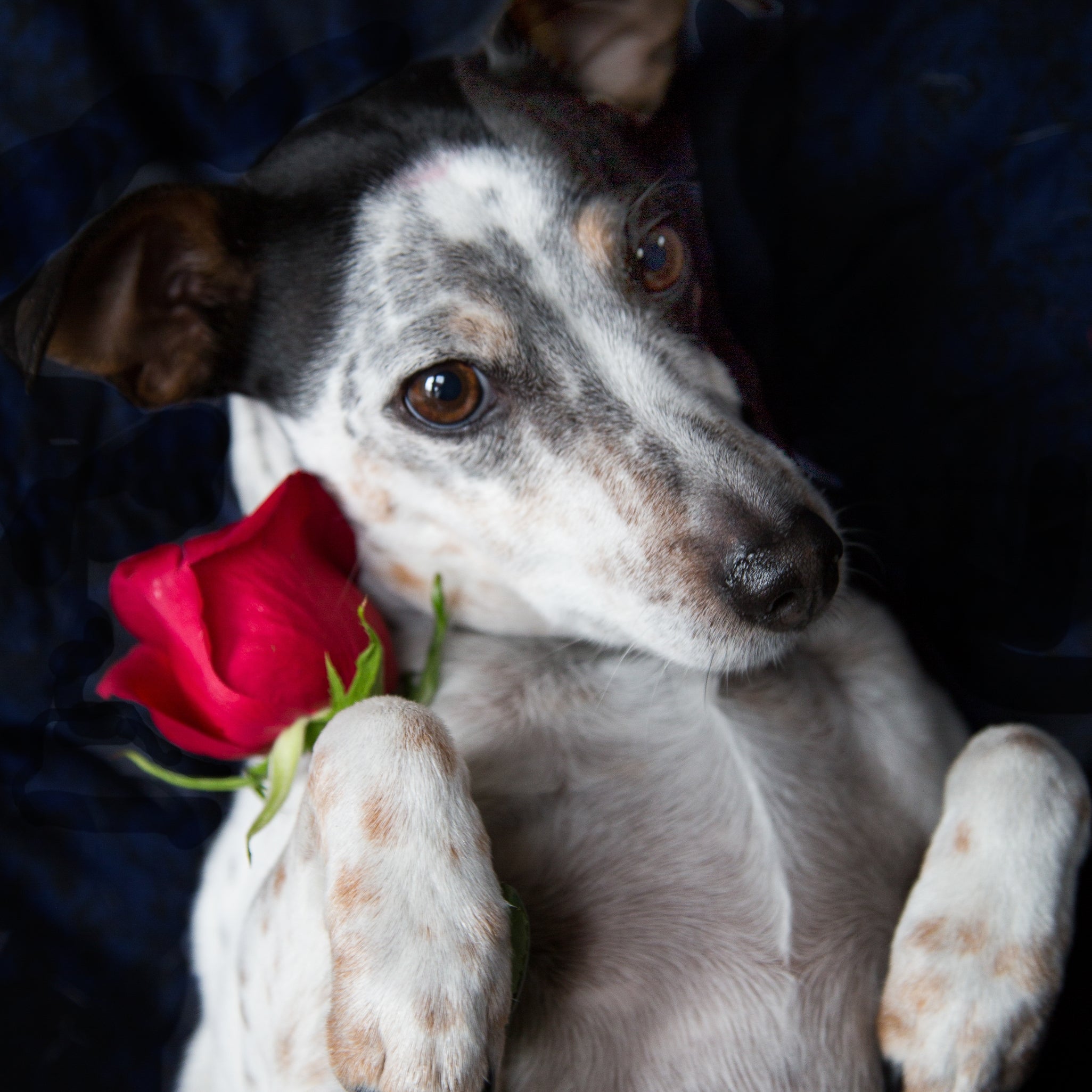 Romance – Cards by Miriam Hall